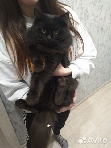 Отдам в добрые руки