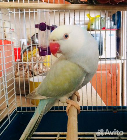 Ожереловый попугай (птенец )