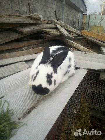 Кролики строкачи