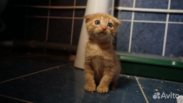 Отдам рыженького котейку в добрые руки