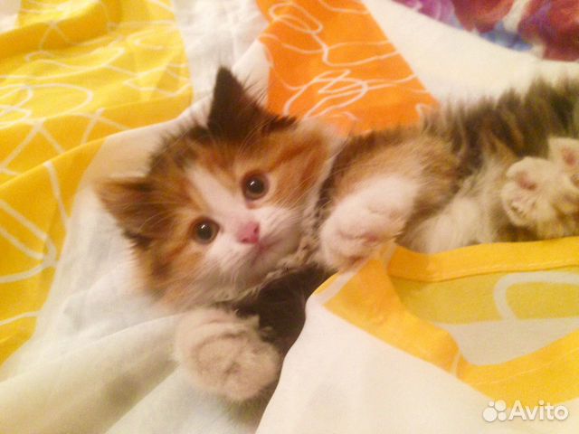 Сибирские красавцы