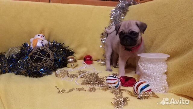 Новогоднее счастье