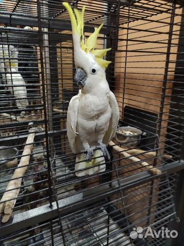Какаду желтохохлый ручной, не кричит