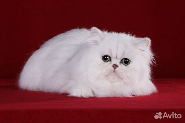 Персидская серебристая шиншилла