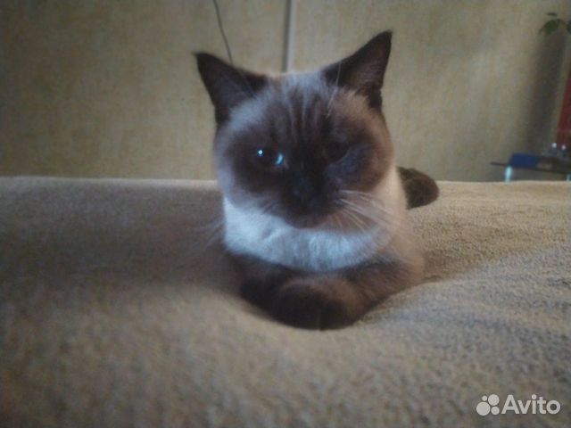 Шотландская кошечка (блю-пойнт). Кошечка ищет мужа