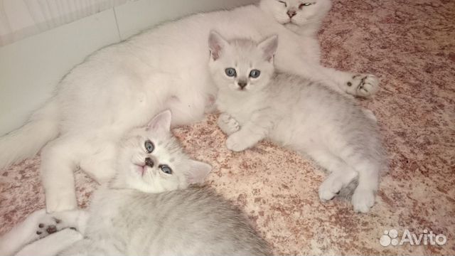 Британские котята