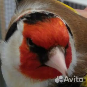 Чижик -щегол - репел