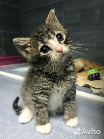 Кошка