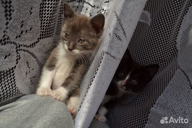 Котята бобтейла кого-то ждут