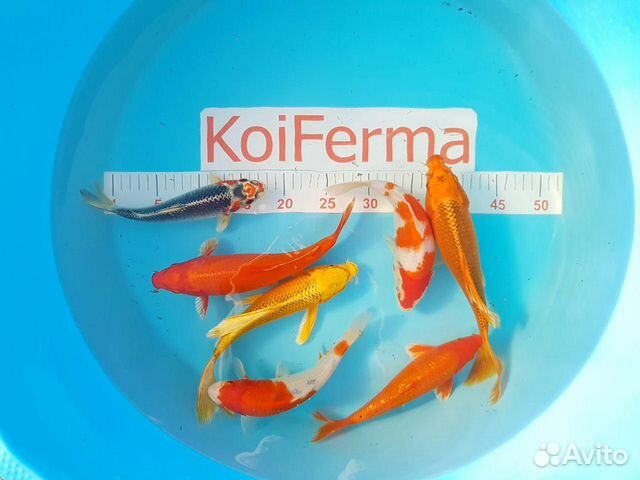 Прудовая рыба - карп кои