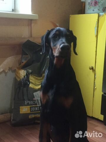 Щенок добермана бесплатно