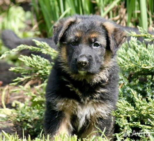 Немецкая овчарка, девочки, 1,5 мес
