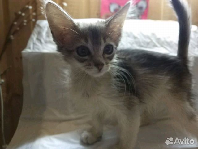 Сомали котик