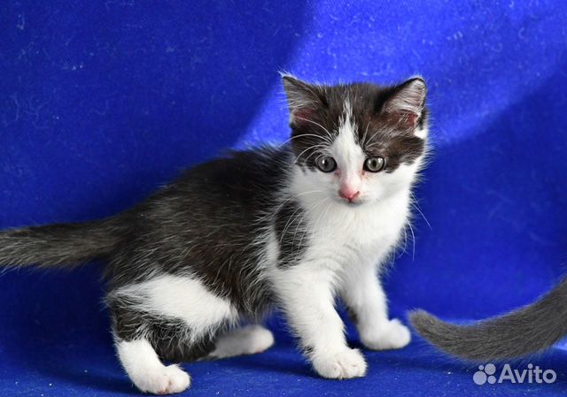 Метисы шотландцев (черно-белые) 2 месяца доставка