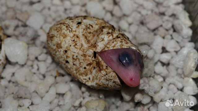 Пятнистый эублефар