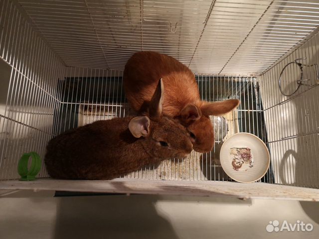 Отдам даром кроликов