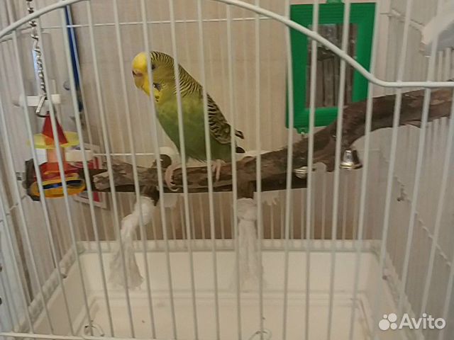 Отдам даром волнистого попугая