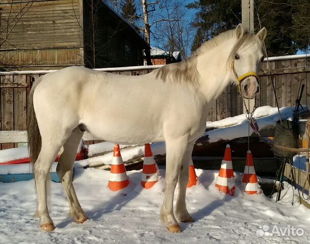 Продам двух уэльских пони