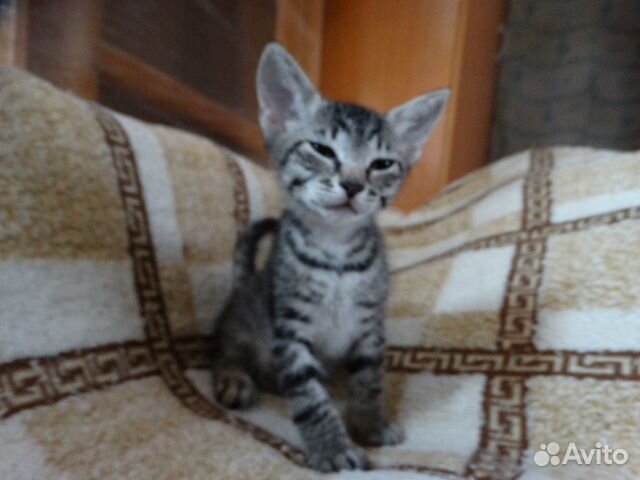 Котята велюровый Сфинкс