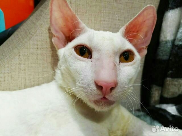 Корниш-рекс