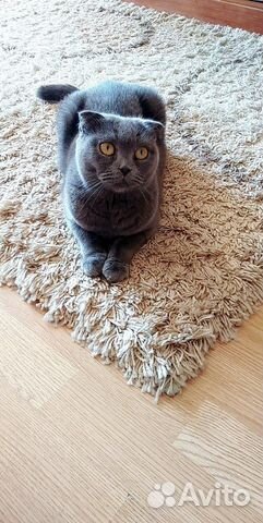Красивая кошечка ждёт опытного кота на бесплатную