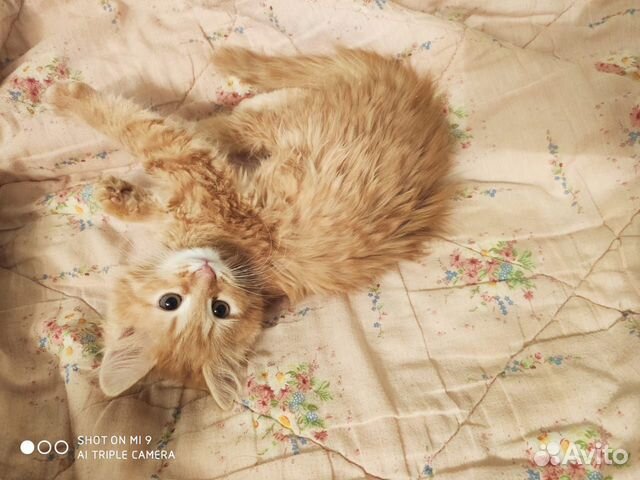 Котенок Рыжая кошечка