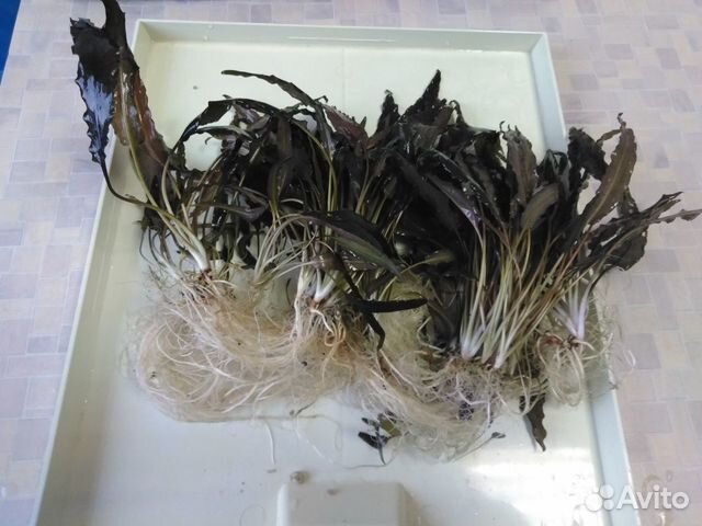 Валиснерия,Лимонник, Анубиас, Криптокарины