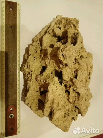 Коралл для аквариума