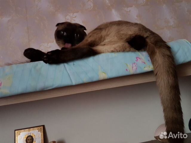 Кот на вязку