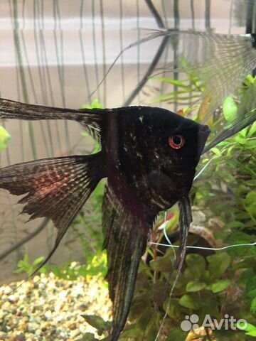 Отдам рыбок Скалярия и Тернеция