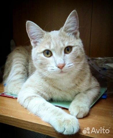 Кот ищет дом