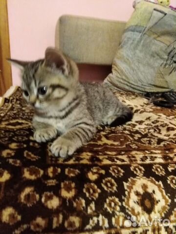Котята клубной кошки