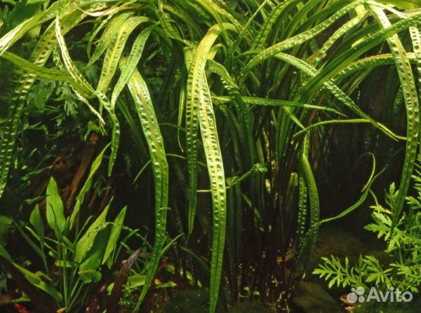 Растения в аквариум