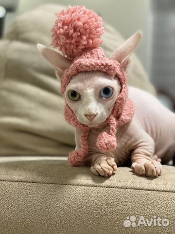 Канадский сфинкс