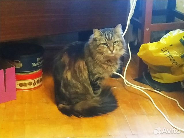 Отдам пушистенькую кошечку