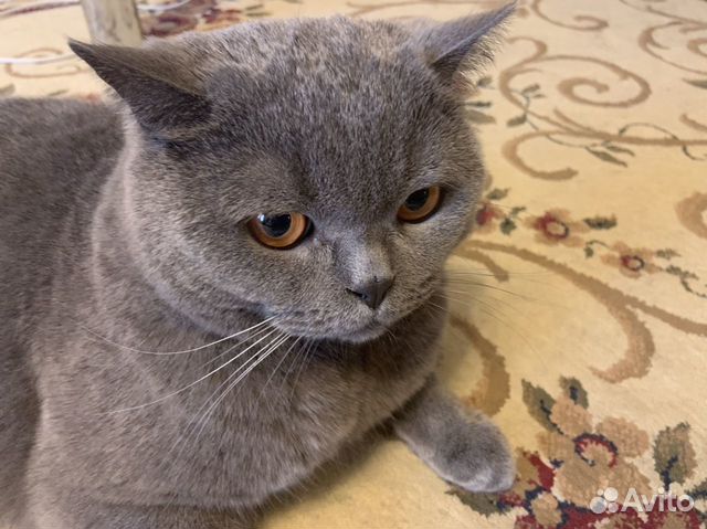 Отдадим породистого кота в добрые руки (голубой бр