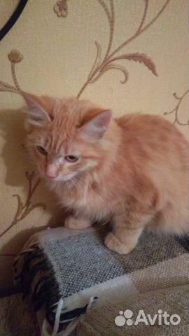 Отдаём котенка
