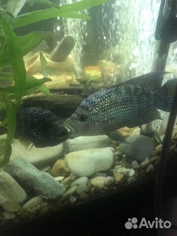 Восмиполосая цихлазома