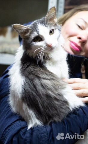 Котёнок Мальчик Аксель
