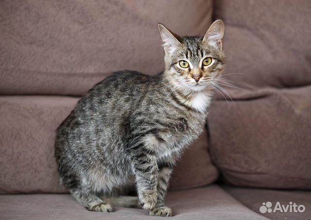 Котёнок подросток Пьеро ищет свою семью