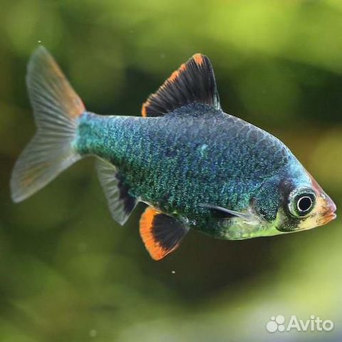 Отдам мшистых барбусов