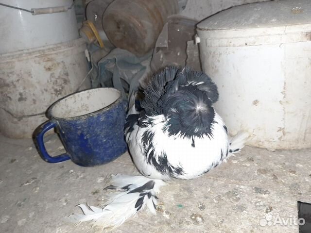 Продам голубей