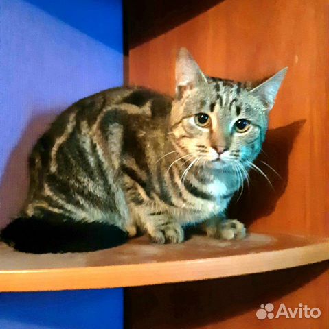 Тимка ищет Дом