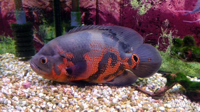 Отдам бесплатно астронотуса