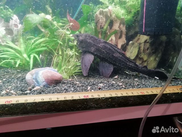 Сом парчевый