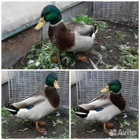 Селезень подсадной утки Южноуральск/Увельский