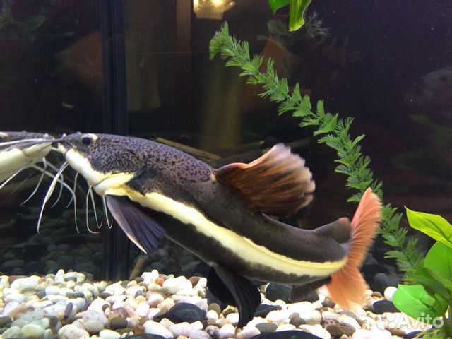 Краснохвостый оренокский сом 45 см