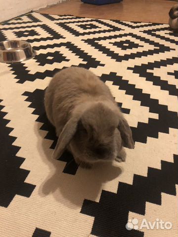 Кролик-баран