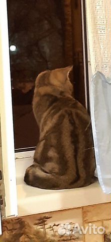 Кот для спаривания