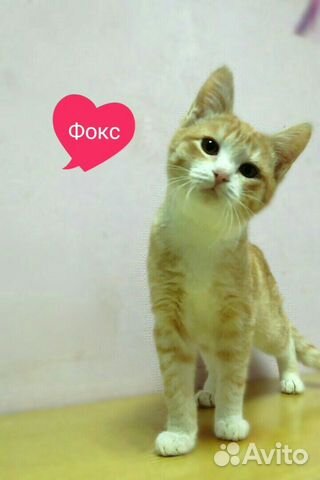 Игривый мальчуган - котенок